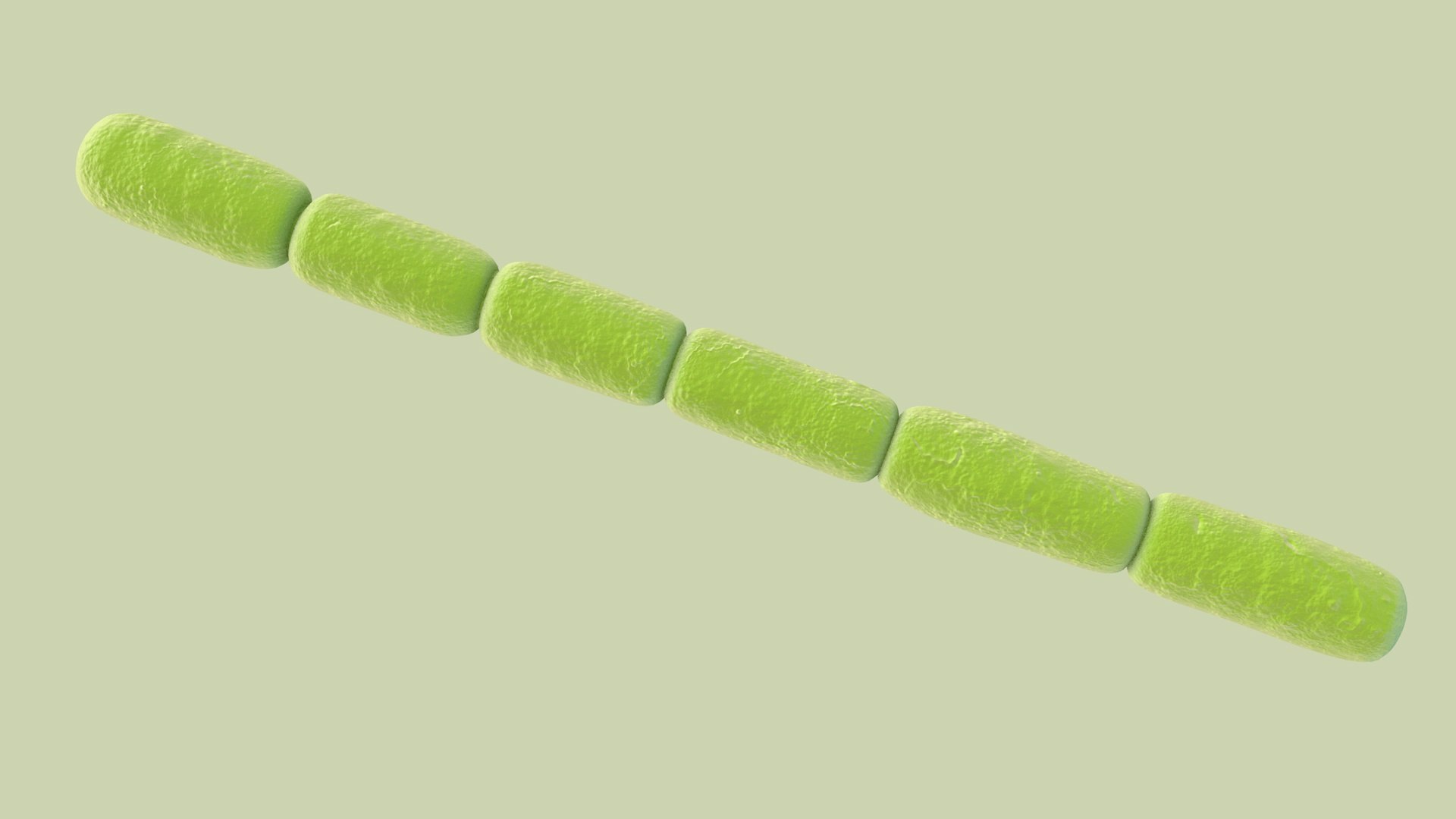 3D Model Streptobacillus - TurboSquid 2074841