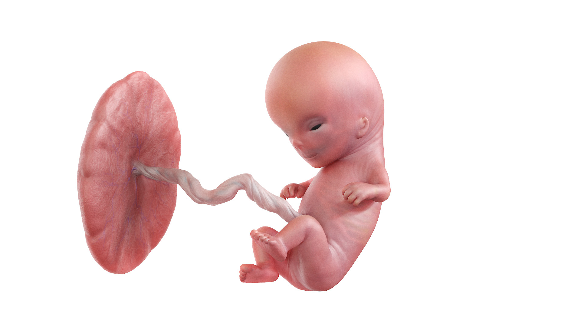 3D Fetus Anatomy Week 11 Static - TurboSquid 1845198