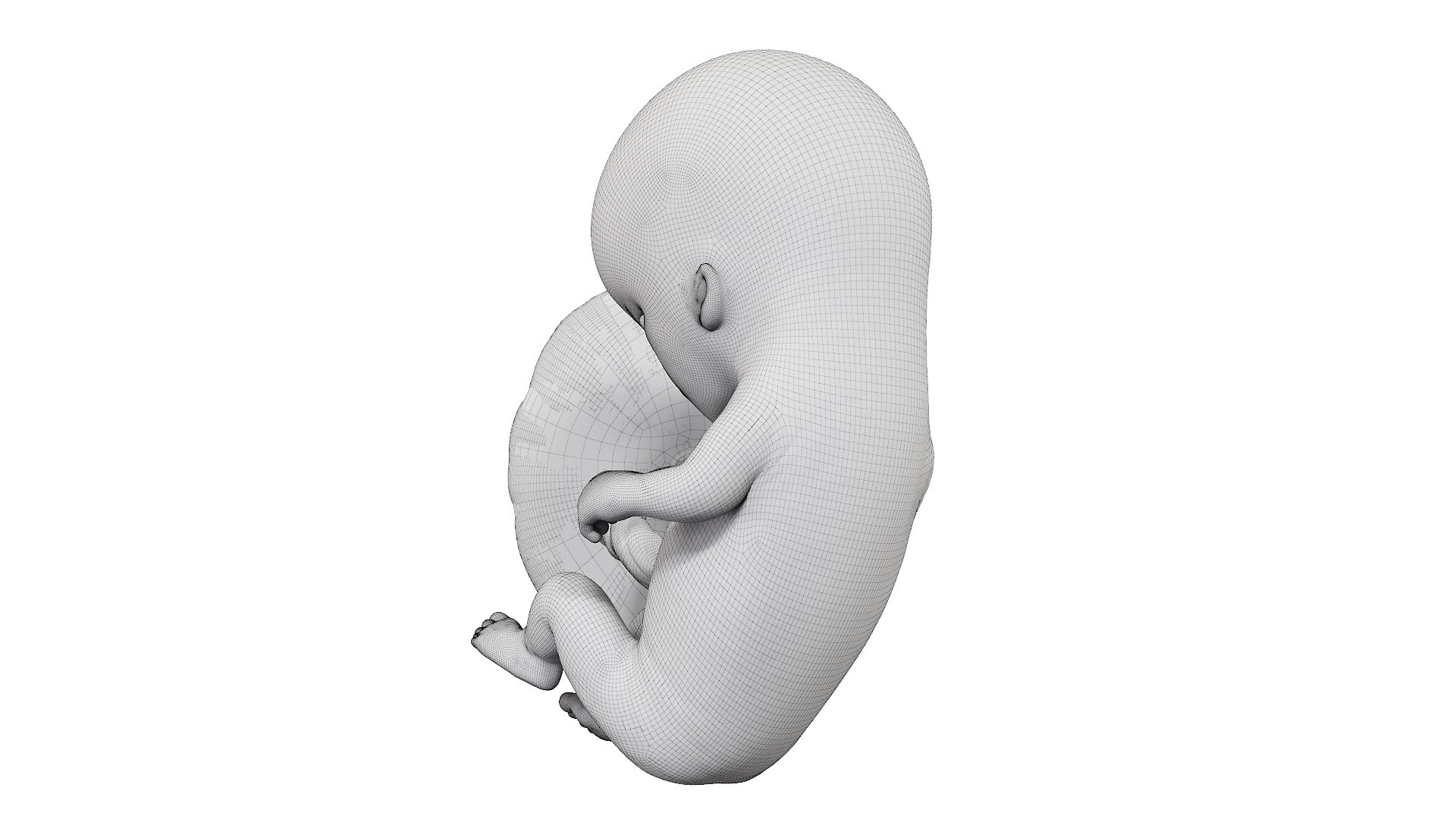 3D Fetus Anatomy Week 11 Static - TurboSquid 1845198