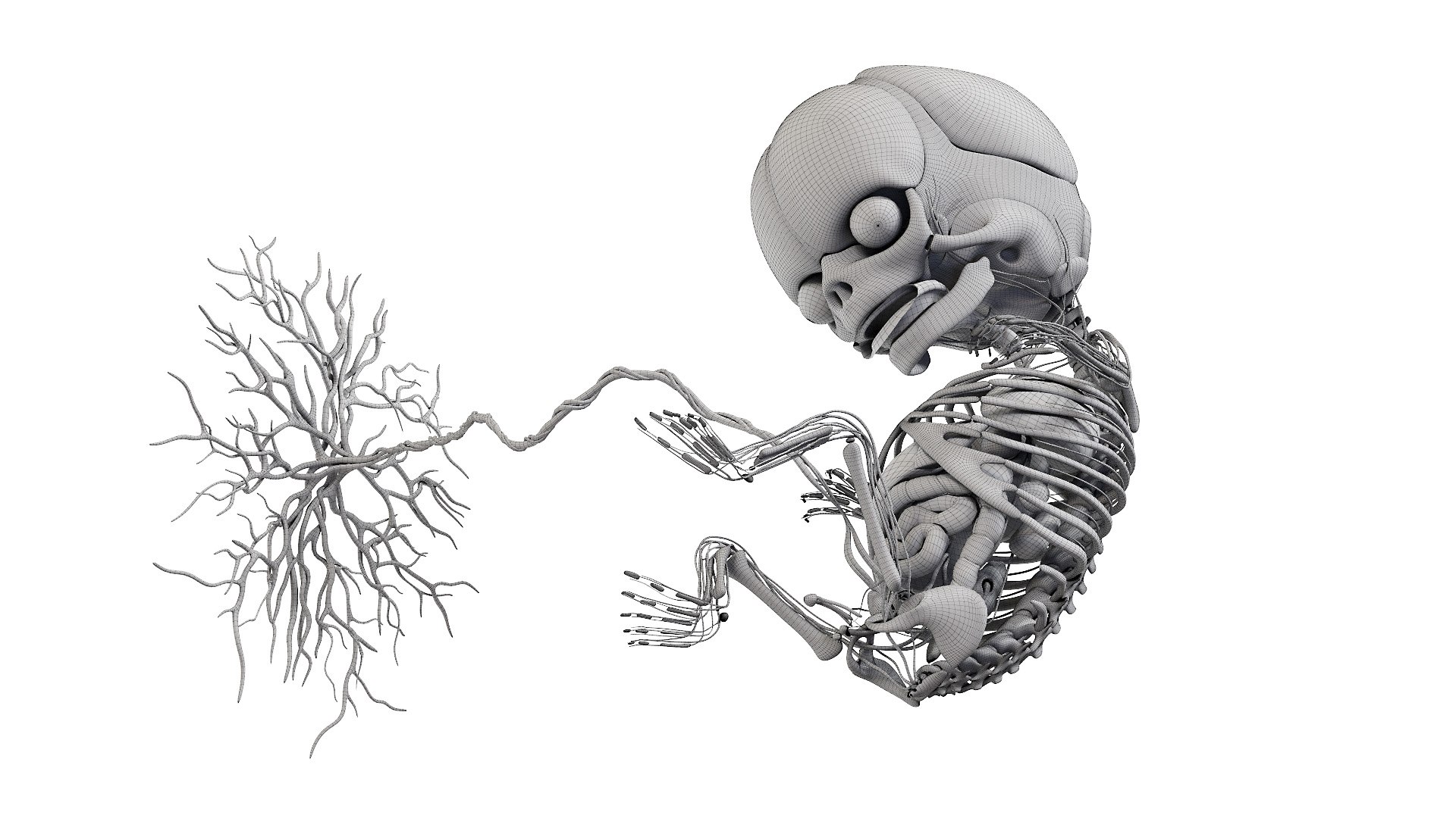 3D Fetus Anatomy Week 11 Static - TurboSquid 1845198