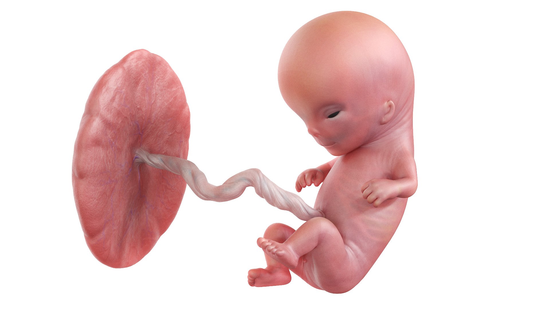 3D Fetus Anatomy Week 11 Static - TurboSquid 1845198
