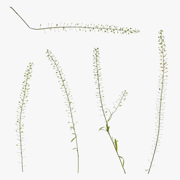 modèle 3D de Textures de la cloche verte Atlas 04 de Thlaspi Anydrafts ...