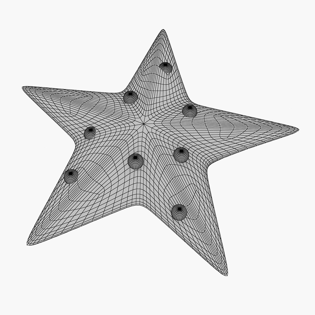 Starfish model - TurboSquid 1515703