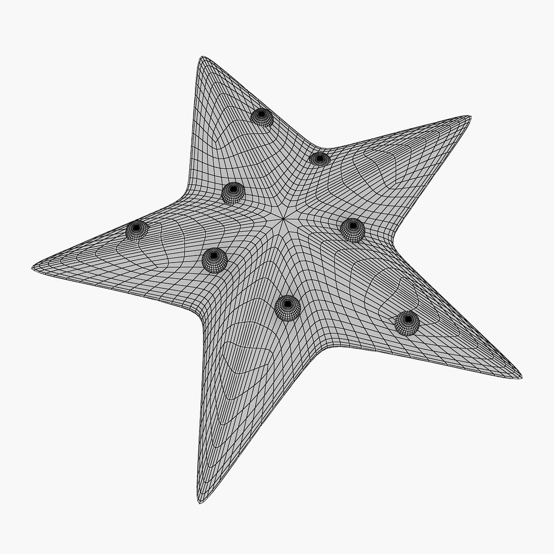 Starfish model - TurboSquid 1515703