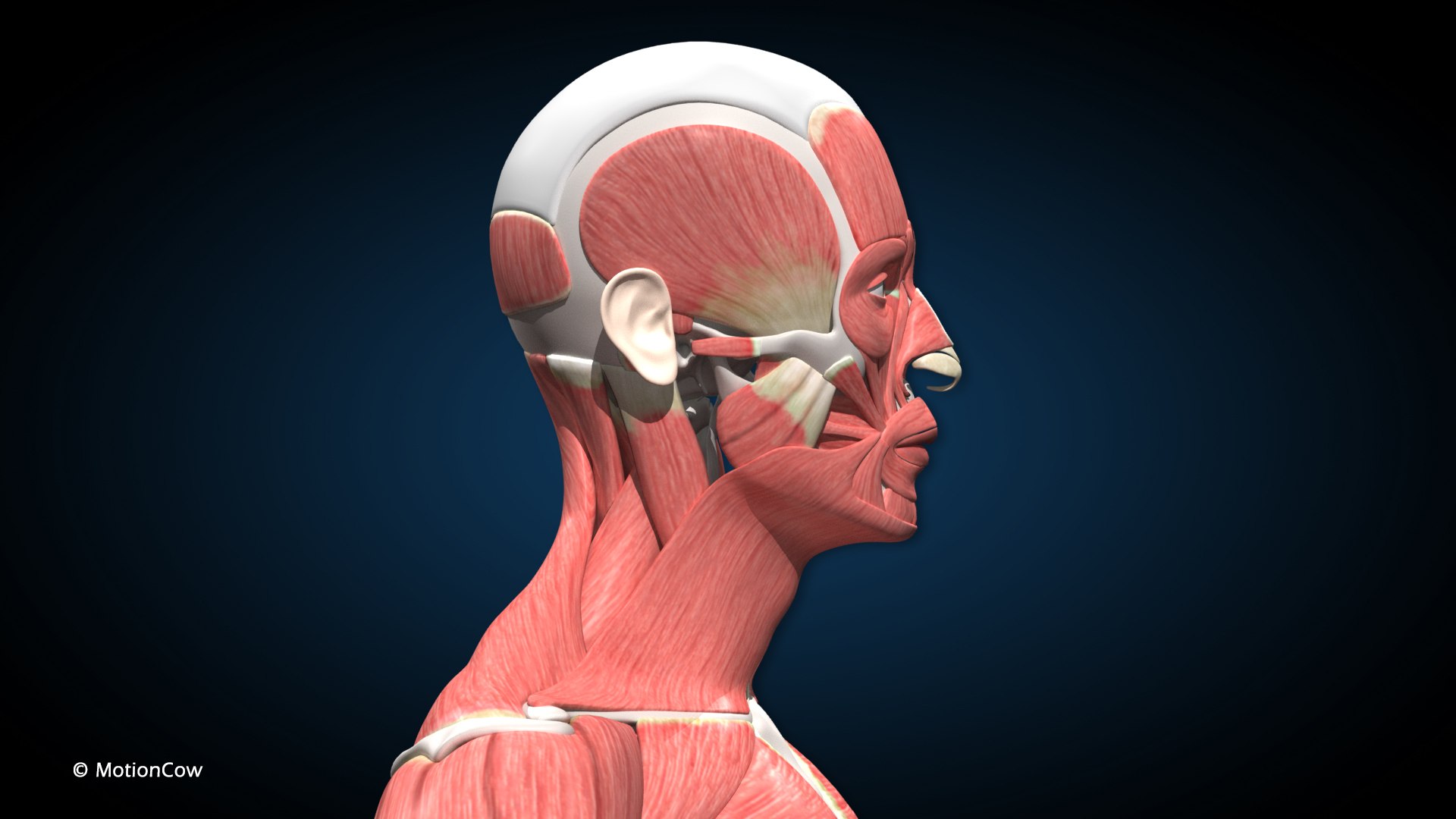 Male Muscular Skeletal V2 - Advanced Rig 3D Model - TurboSquid 2285419