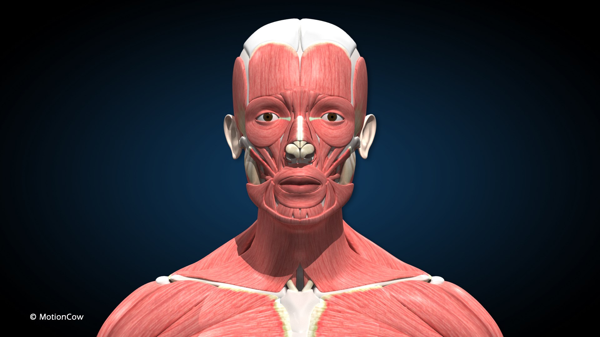 Male Muscular Skeletal V2 - Advanced Rig 3D Model - TurboSquid 2285419