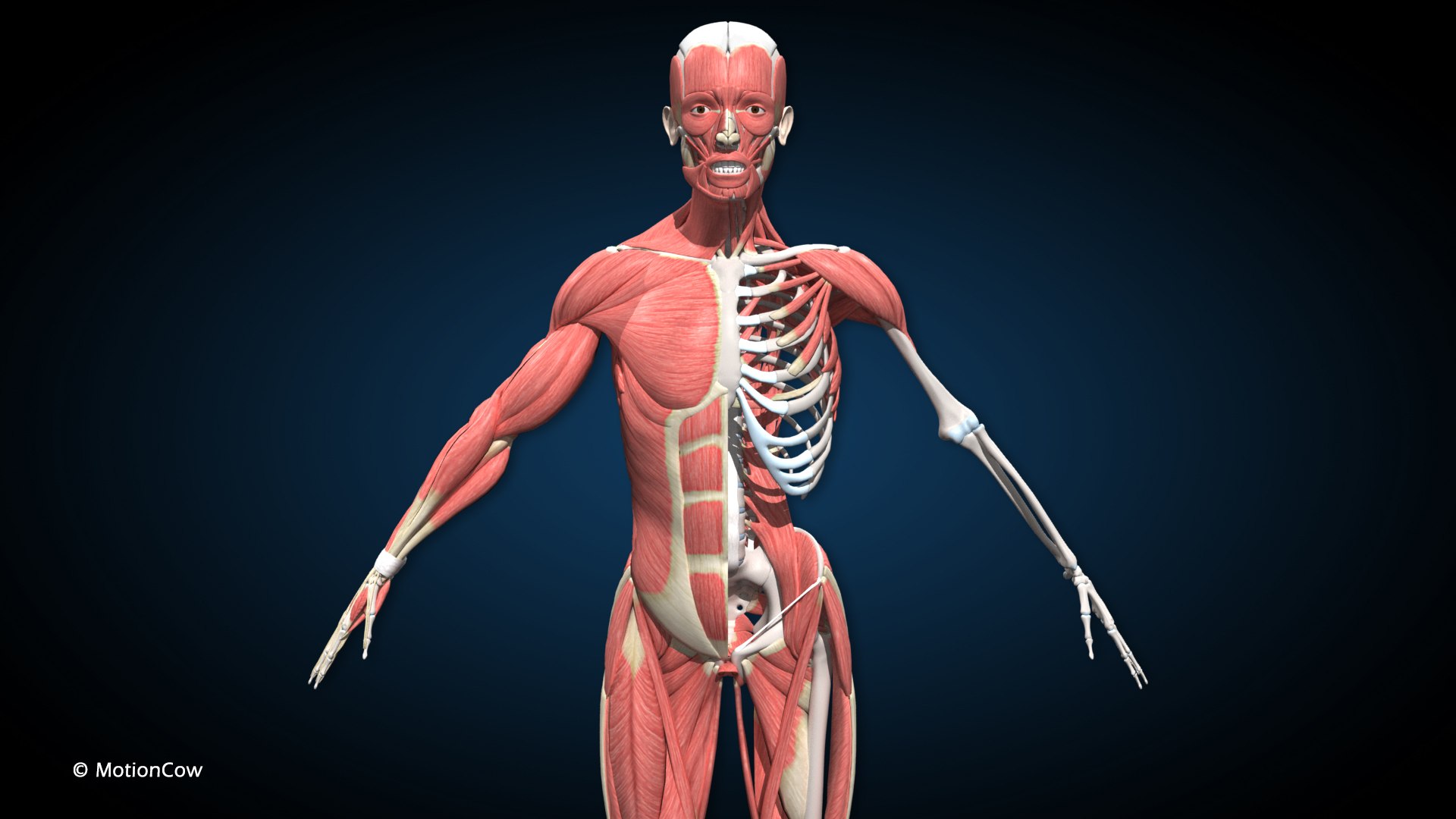 Male Muscular Skeletal V2 - Advanced Rig 3D Model - TurboSquid 2285419