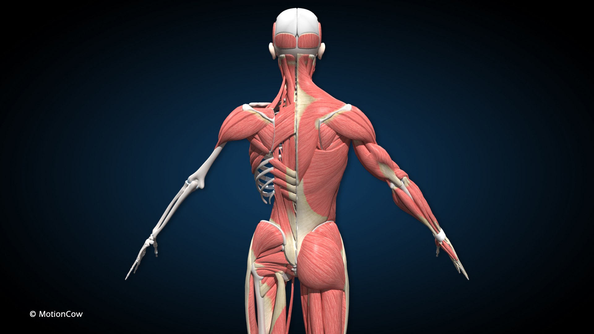 Male Muscular Skeletal V2 - Advanced Rig 3D Model - TurboSquid 2285419