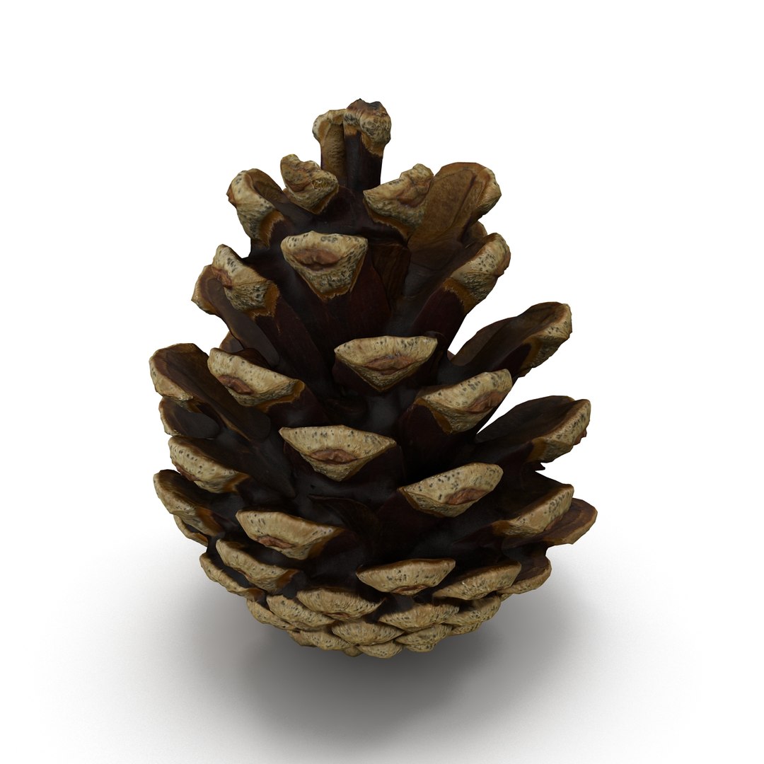Fir Cone Obj