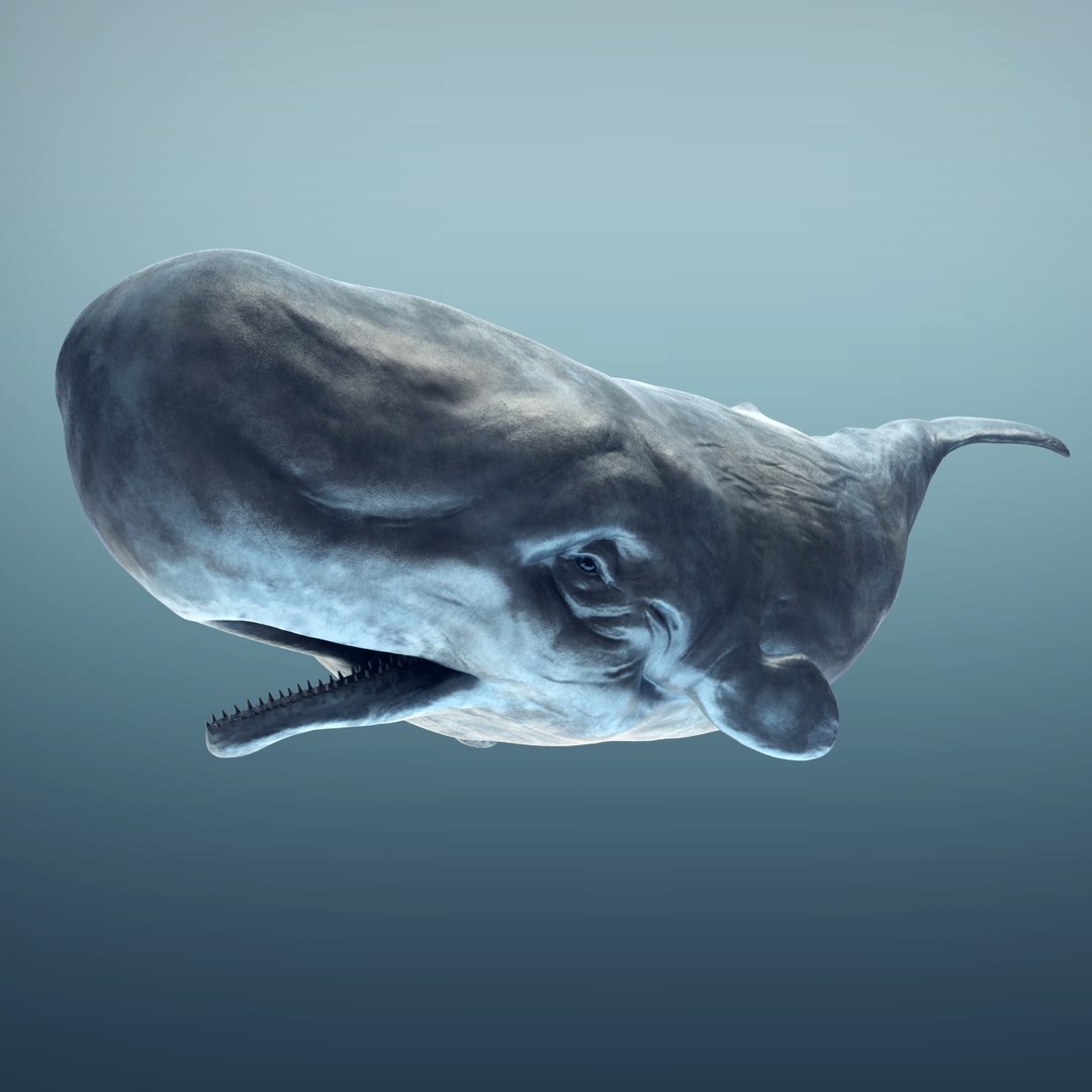 Sperm Whale 2 Blue 3d Max