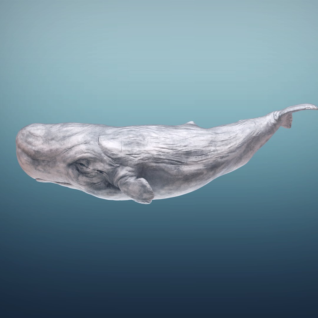 Sperm Whale 2 Blue 3d Max