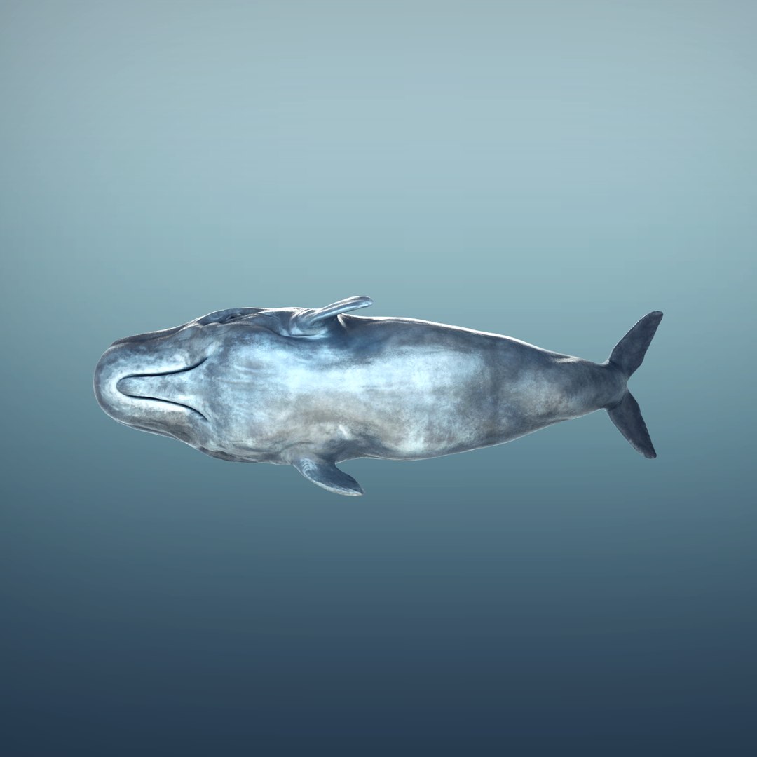 Sperm Whale 2 Blue 3d Max