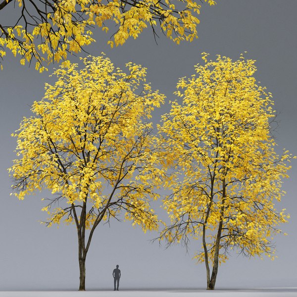 3D model tree ash ash-tree - TurboSquid 1688345