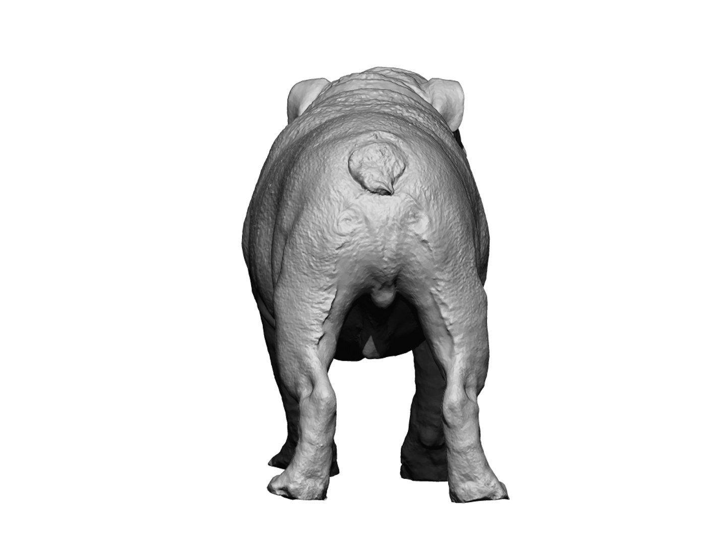 Dog Scanned Photogrammetry 3D Model - TurboSquid 1349193