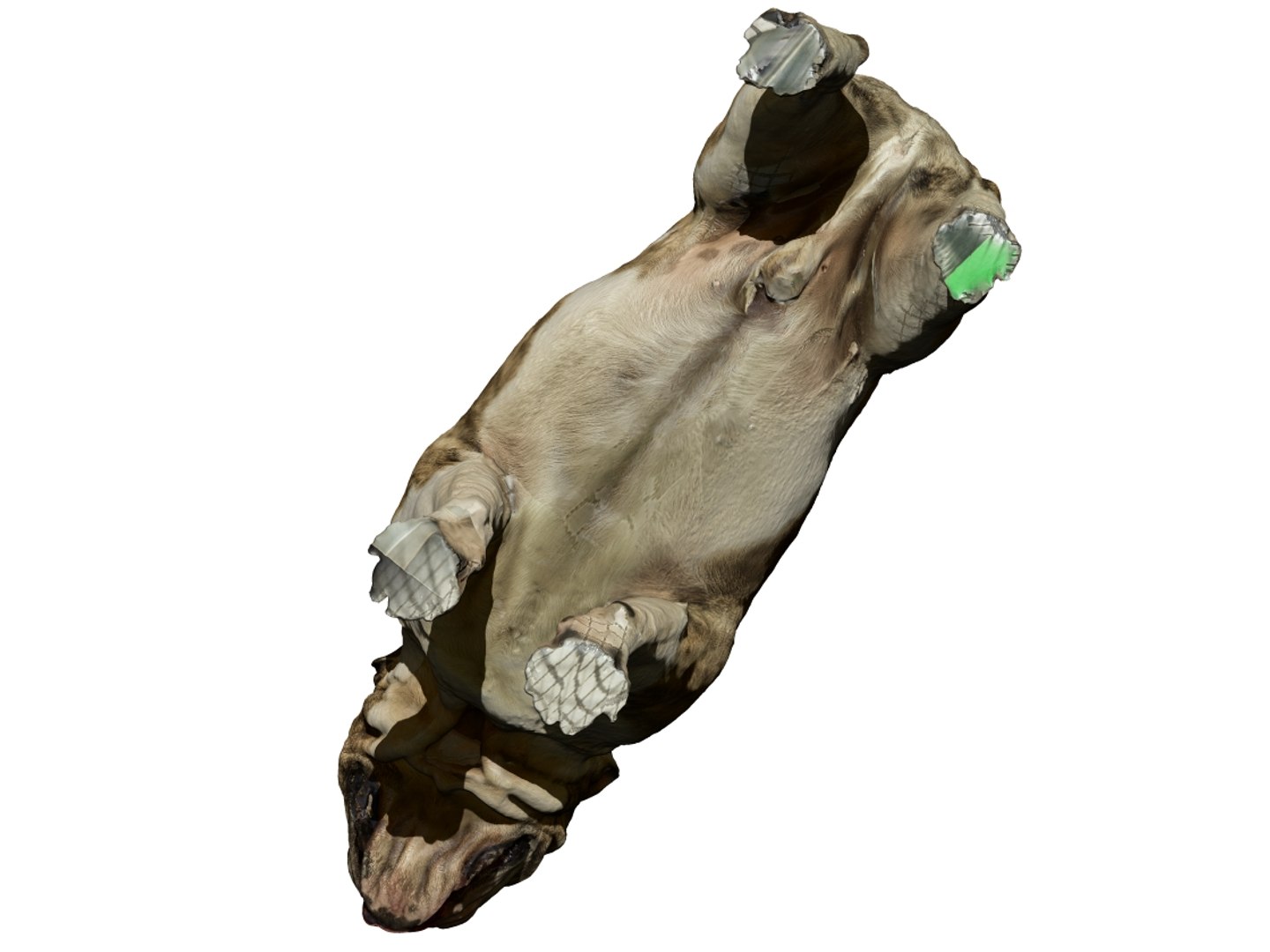 Dog Scanned Photogrammetry 3D Model - TurboSquid 1349193