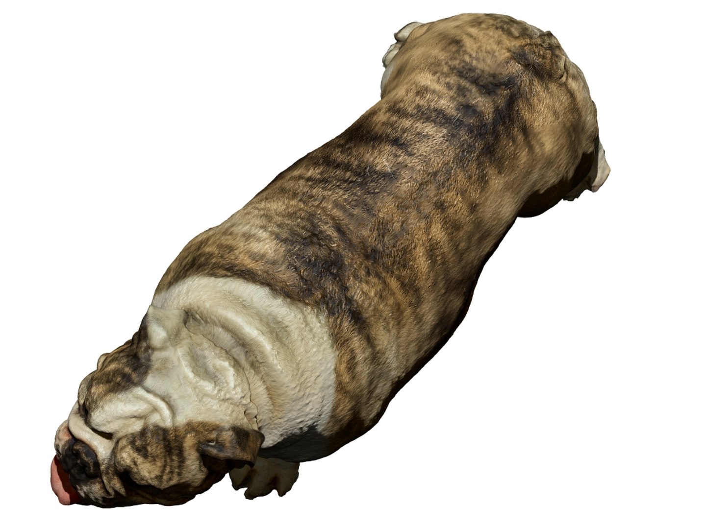 Dog Scanned Photogrammetry 3D Model - TurboSquid 1349193