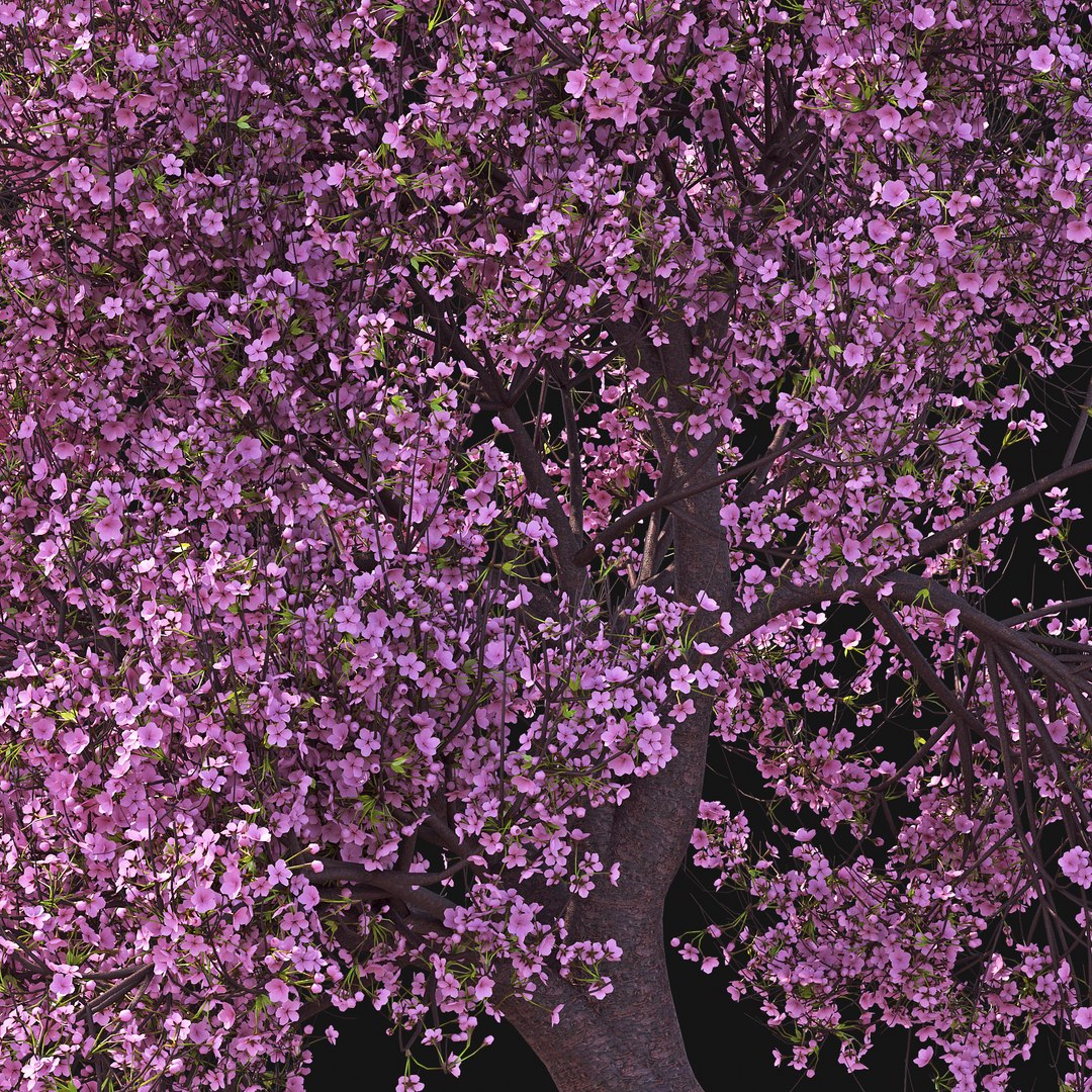 Blossom Tree 04 3D Model - TurboSquid 1220757
