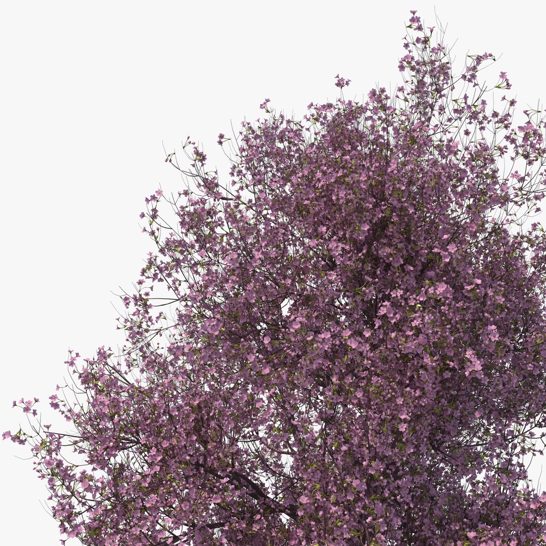 Blossom Tree 04 3D Model - TurboSquid 1220757