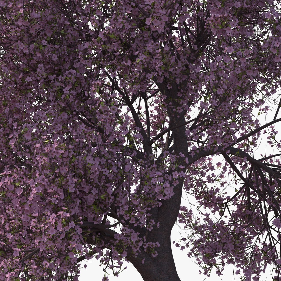 Blossom Tree 04 3D Model - TurboSquid 1220757