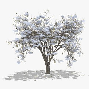 Almond Tree 3D Models for Download | TurboSquid