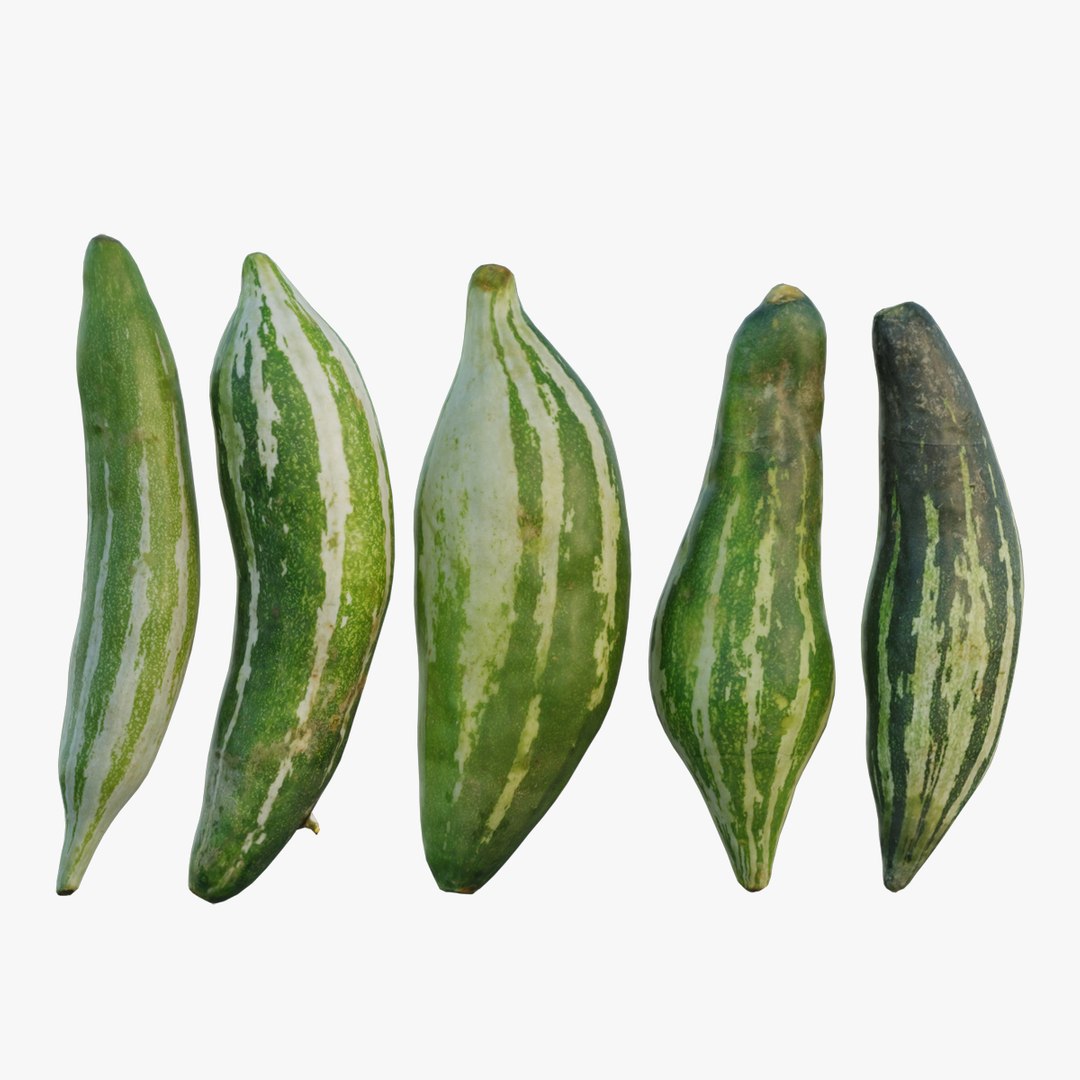 Snake Gourd 03 3D Model - TurboSquid 1921975