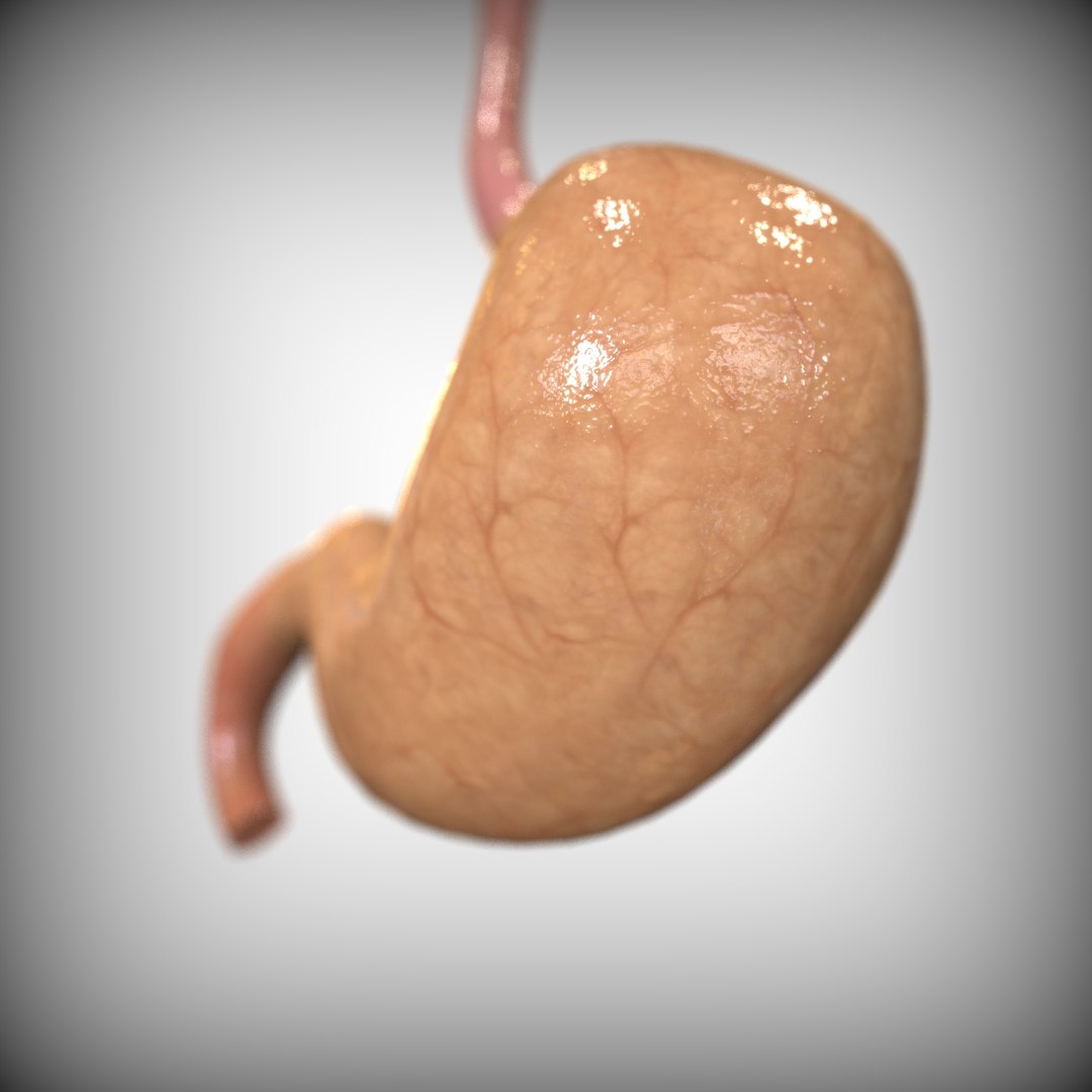 Human Stomach 3D Model - TurboSquid 1521194