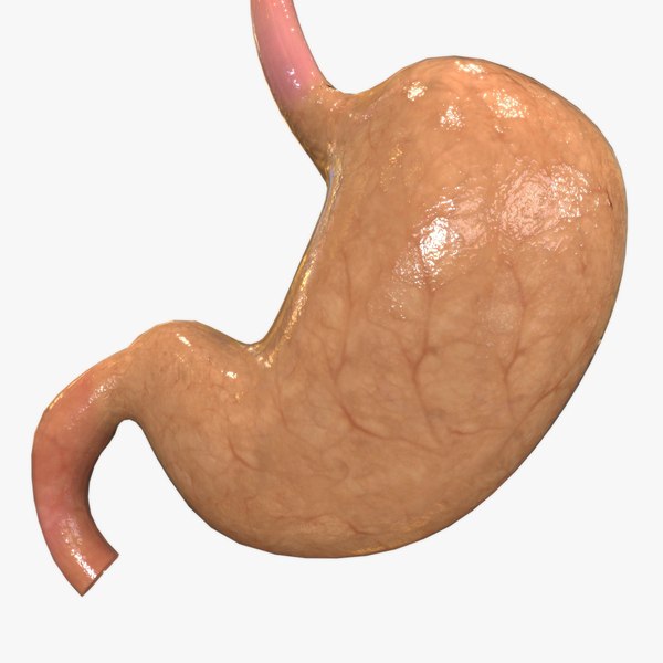 Human stomach 3D model - TurboSquid 1521194