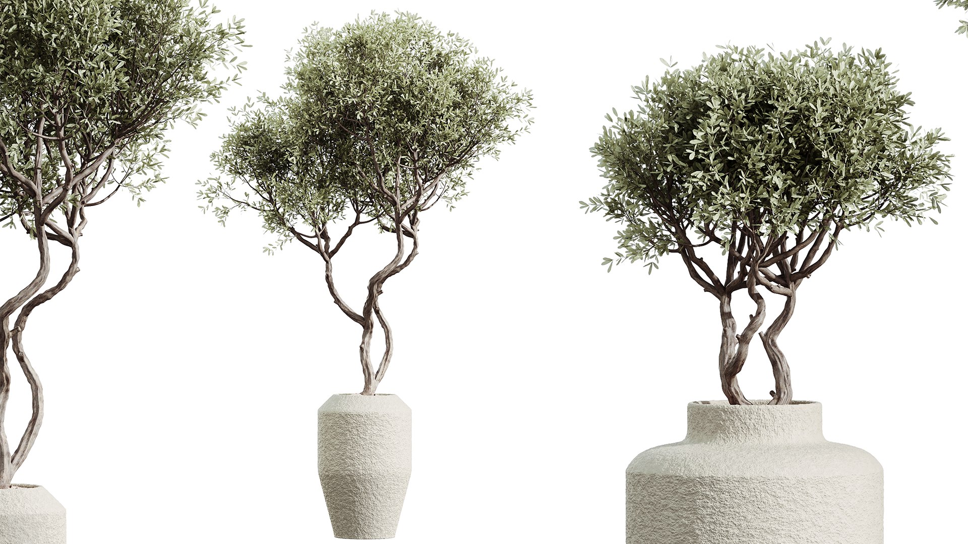 3D Model AV HousePlants Mission Kalamata Leccino Arbequina Wilsonii ...