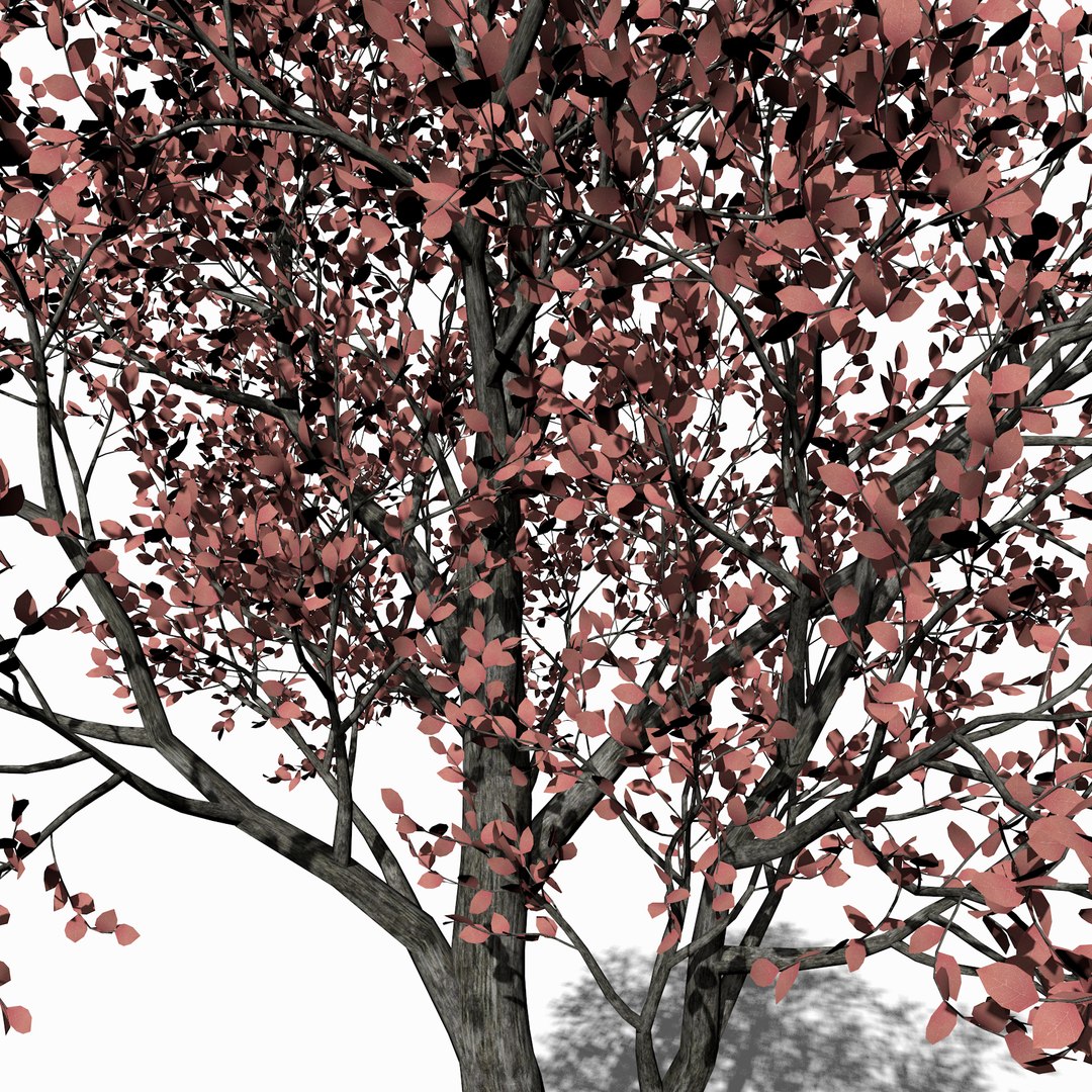 3D Pink Leaf Tree - TurboSquid 1299824