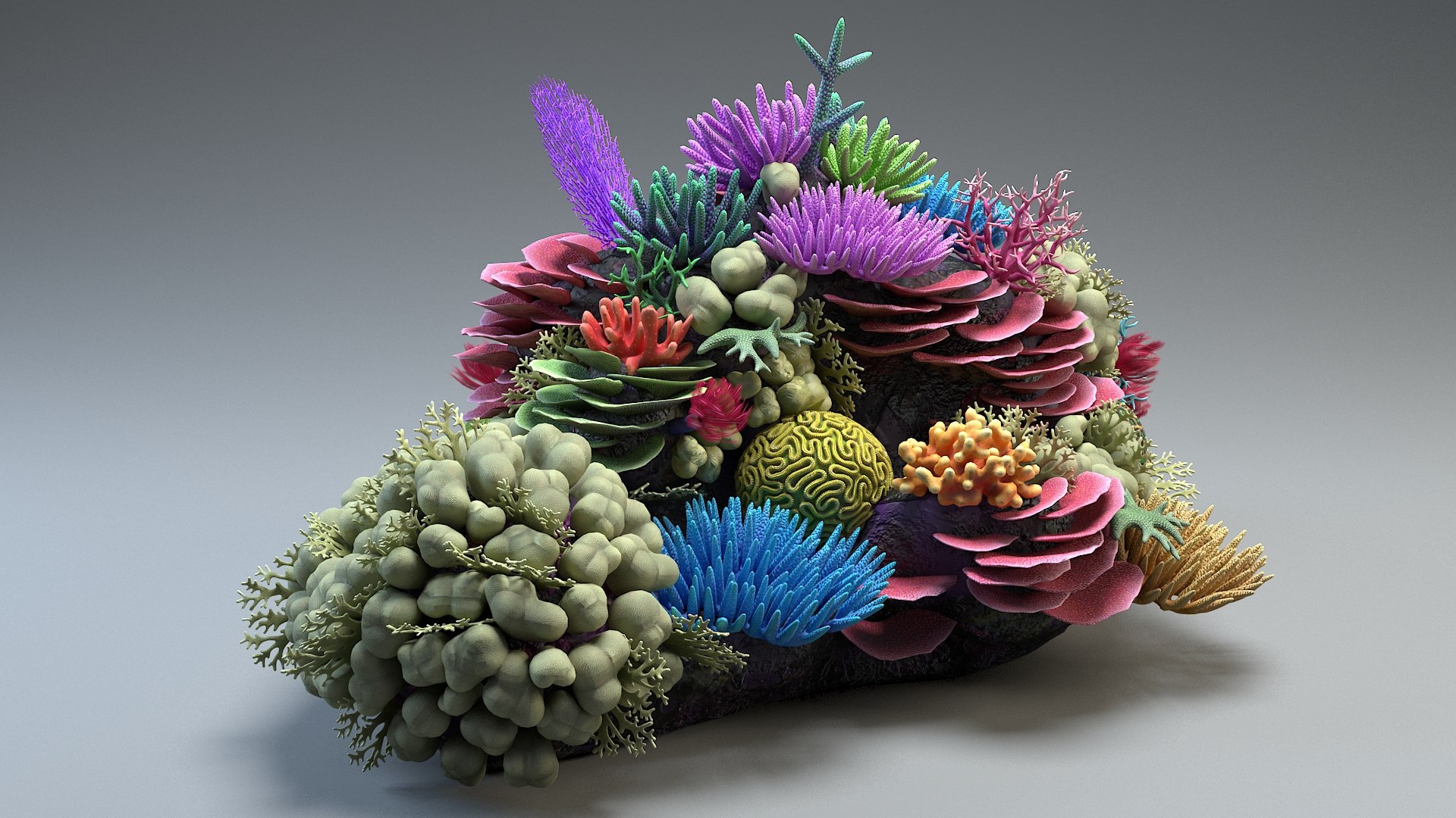 Coral reef 01 3D - TurboSquid 1486307