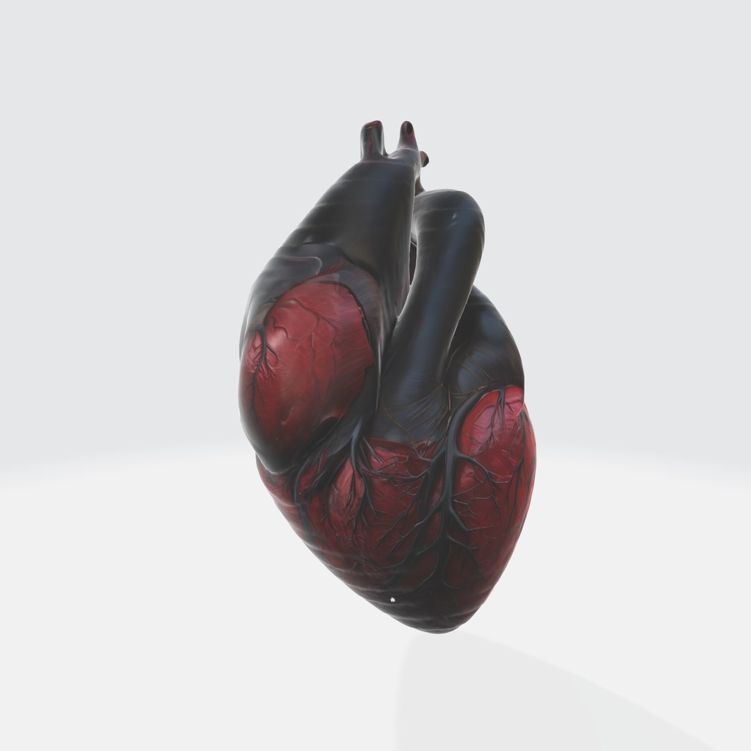 3D Realistic Anatomical Heart - TurboSquid 2263899
