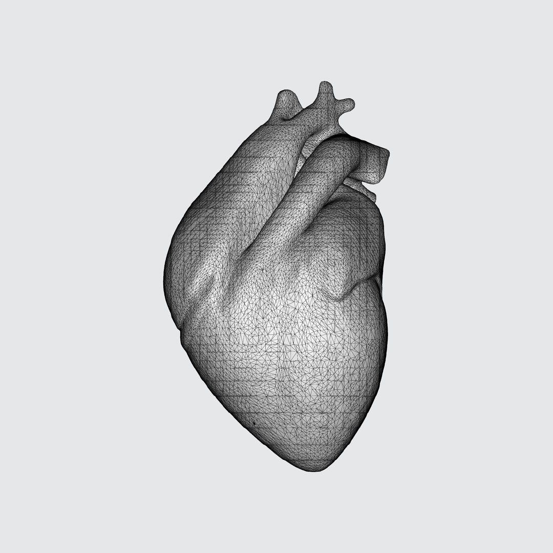 3D Realistic Anatomical Heart - TurboSquid 2263899