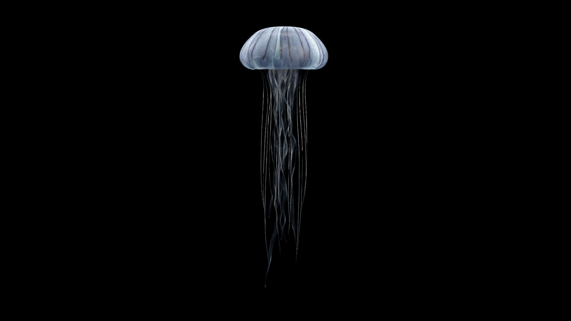 Jellyfish Pack 5 3D - TurboSquid 2262789