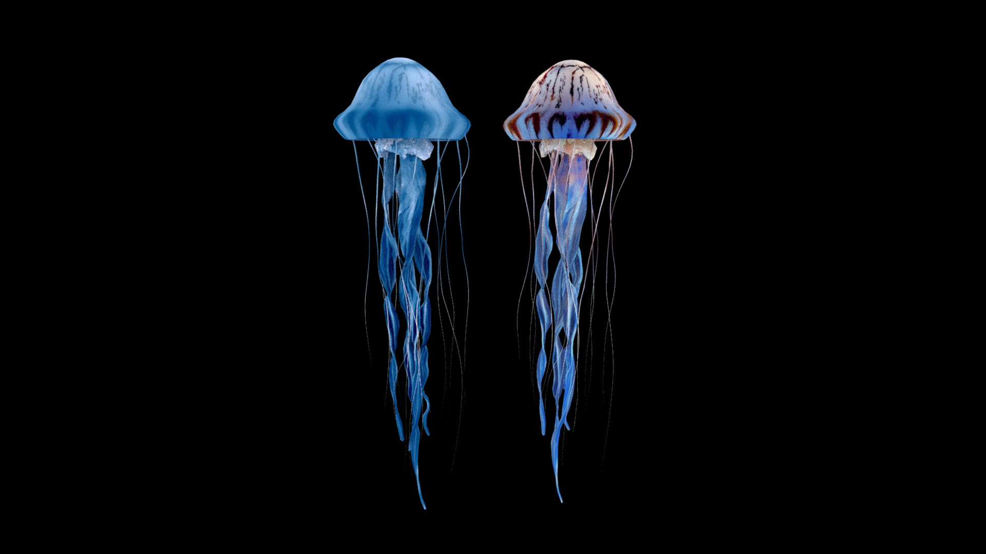 Jellyfish Pack 5 3D - TurboSquid 2262789