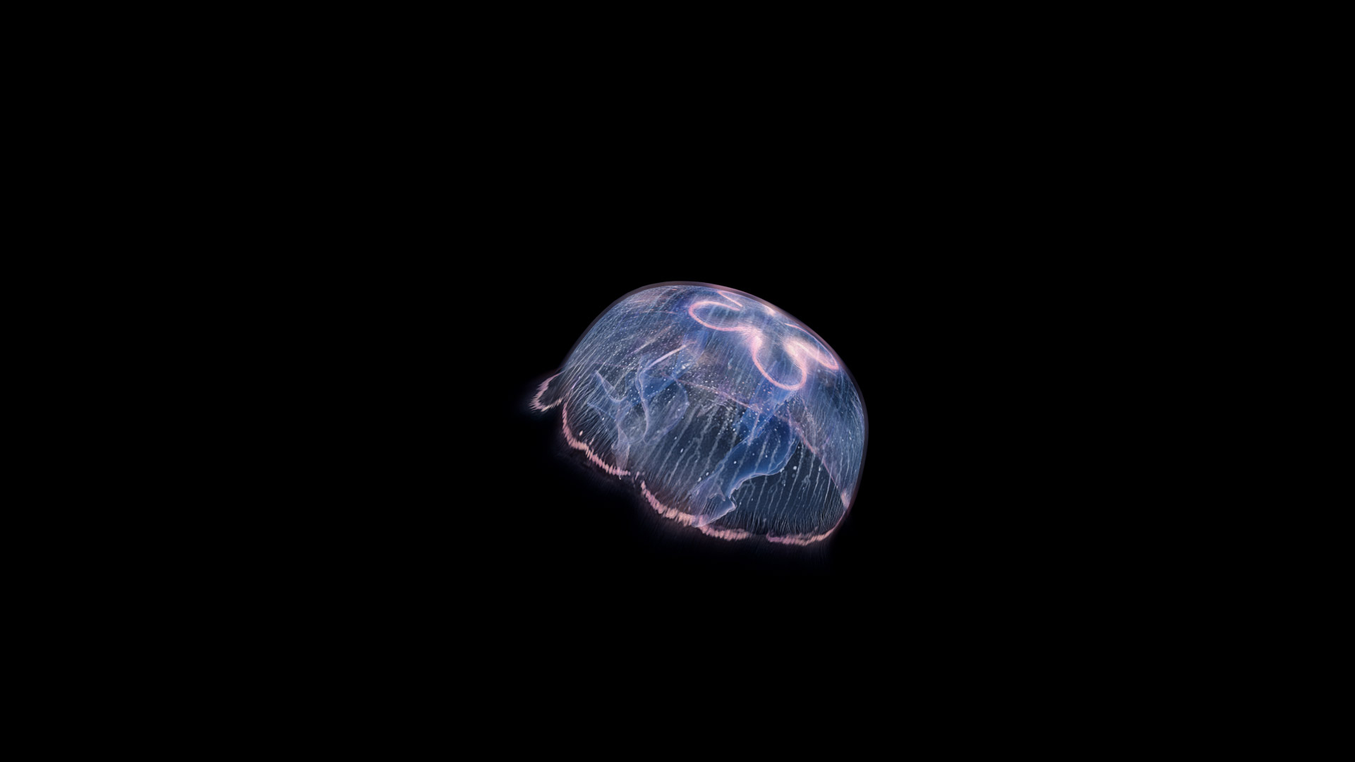 Jellyfish Pack 5 3D - TurboSquid 2262789
