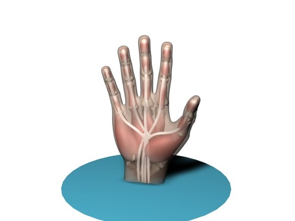 3d model hand anatomy