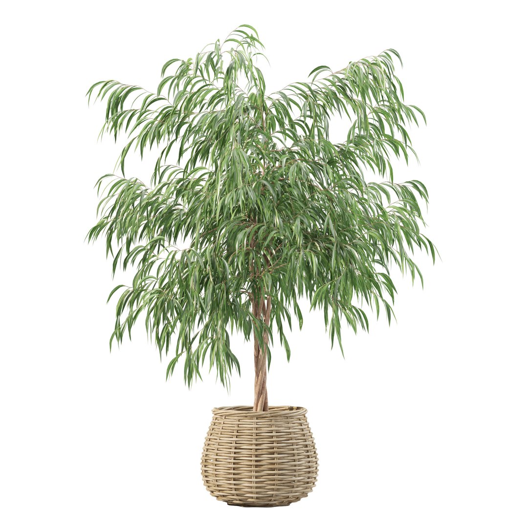 3D Plants Collection 219 - Fern Ficus Cactus Philodendron Ficus Model ...