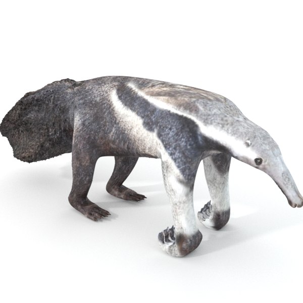 Anteater 3D Models for Download | TurboSquid