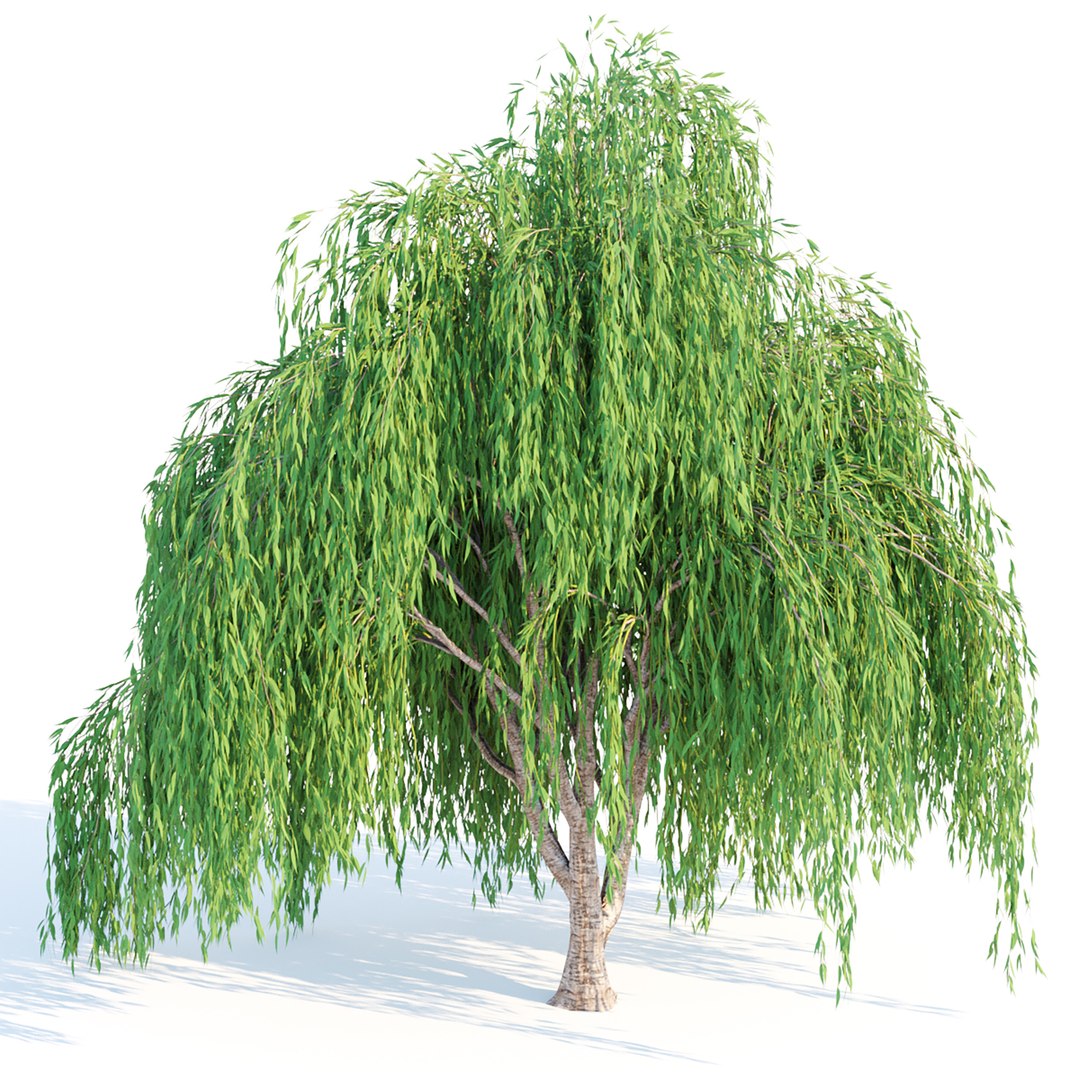 3D Willow Trees Collection Vol 40 - TurboSquid 1951503