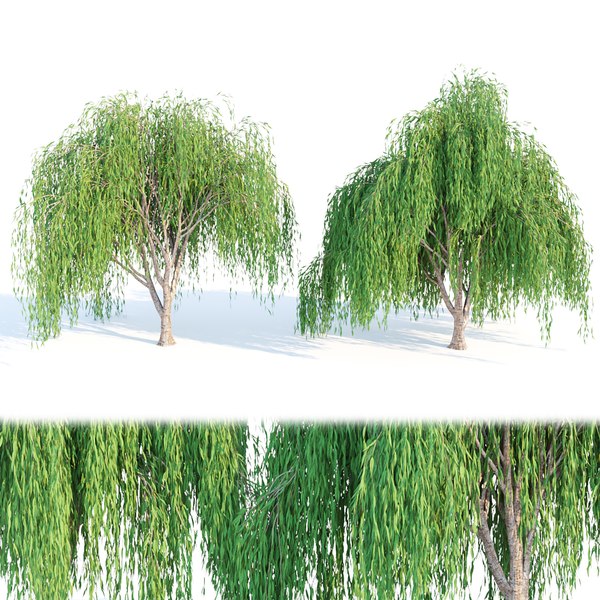 3d model willow tree