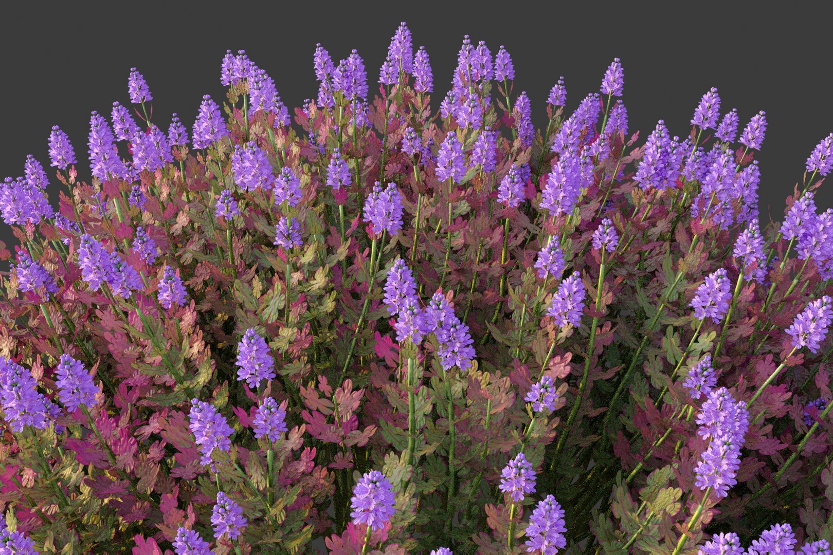 3D XfrogPlants Hebe Purple Queen - TurboSquid 1734024