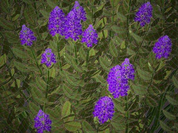 3D XfrogPlants Hebe Purple Queen - TurboSquid 1734024