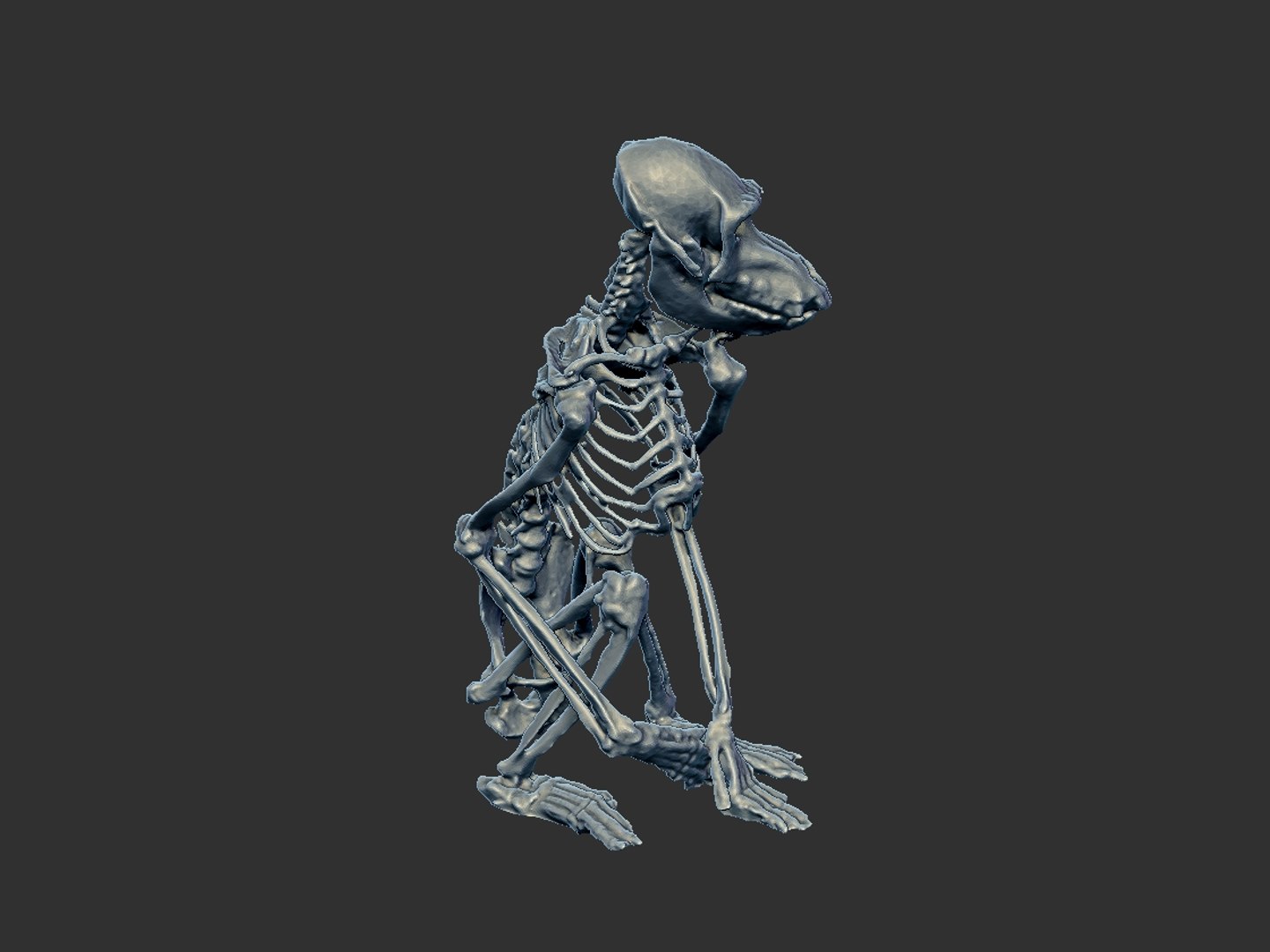 Monkey Skeleton 3D Model - TurboSquid 1570972