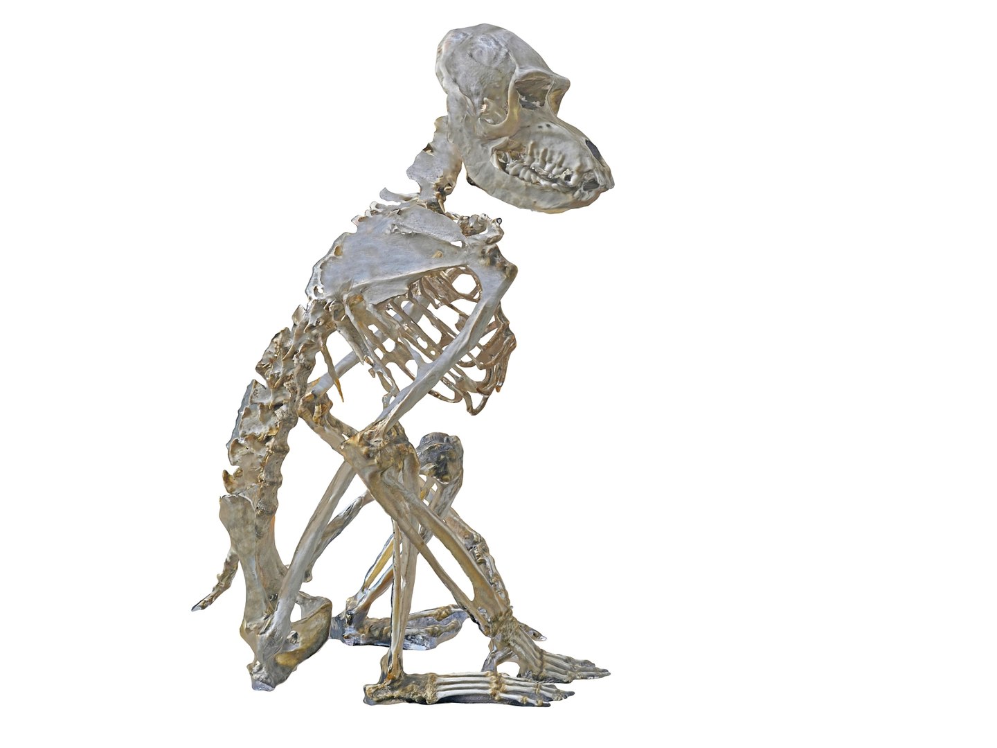 Monkey Skeleton 3D Model - TurboSquid 1570972