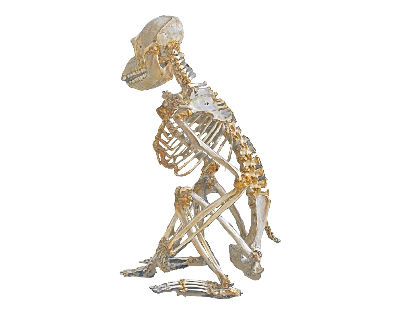 Monkey Skeleton 3D Model - TurboSquid 1570972