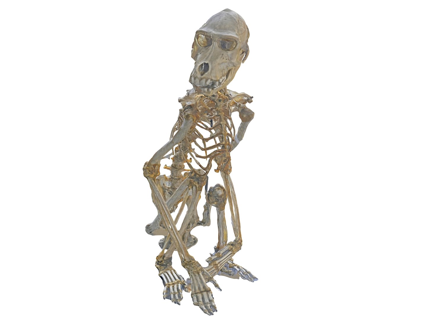 Monkey Skeleton 3D Model - TurboSquid 1570972