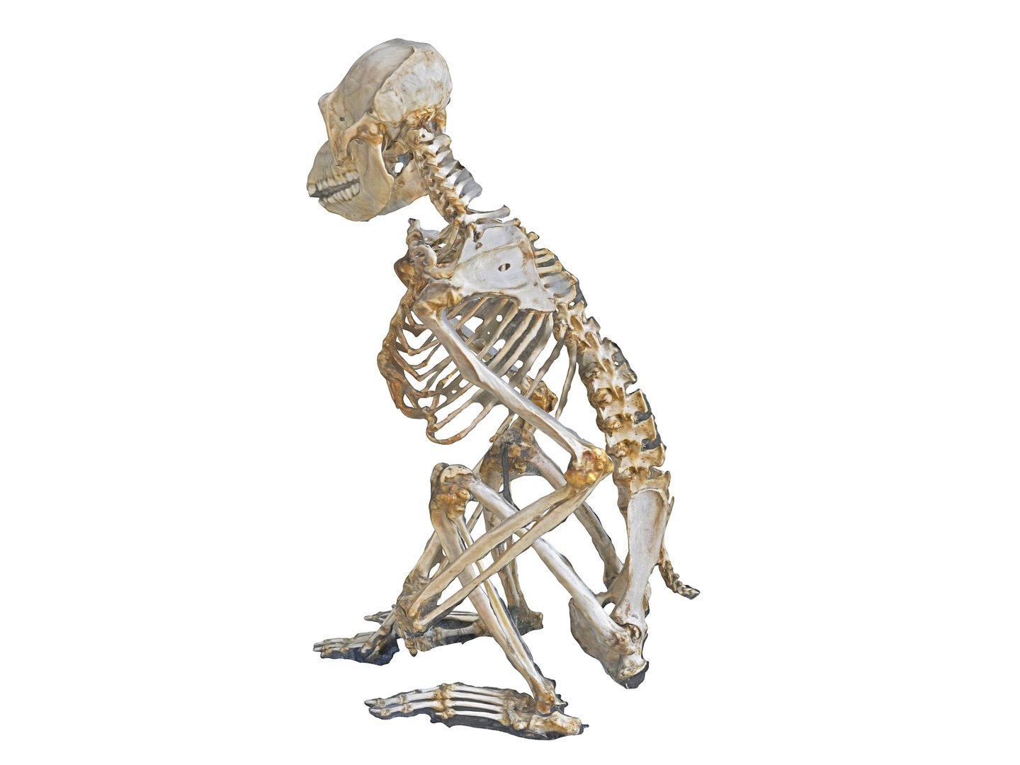Monkey Skeleton 3D Model - TurboSquid 1570972