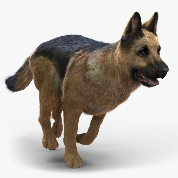 modelo-3d-pastor-alem-n-fur-turbosquid-446463