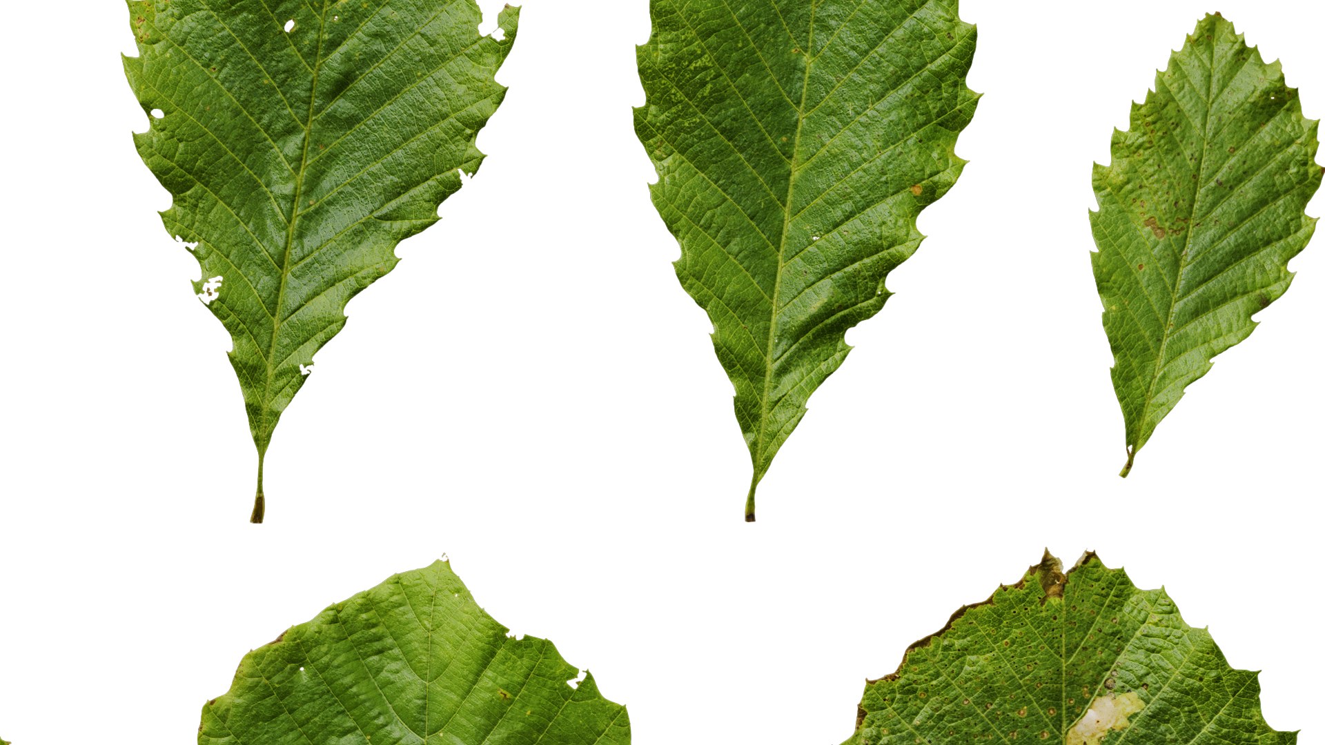 Anydrafts Quercus Aliena Acutiserrata Leaves Textures Pack 3D Model - TurboSquid 2322777