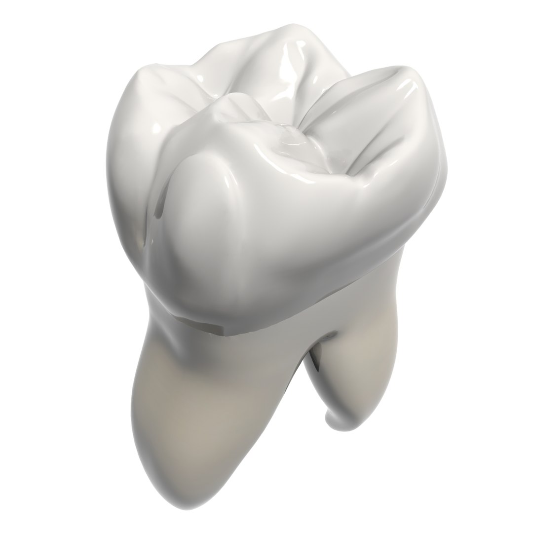 3d Model Of Molar